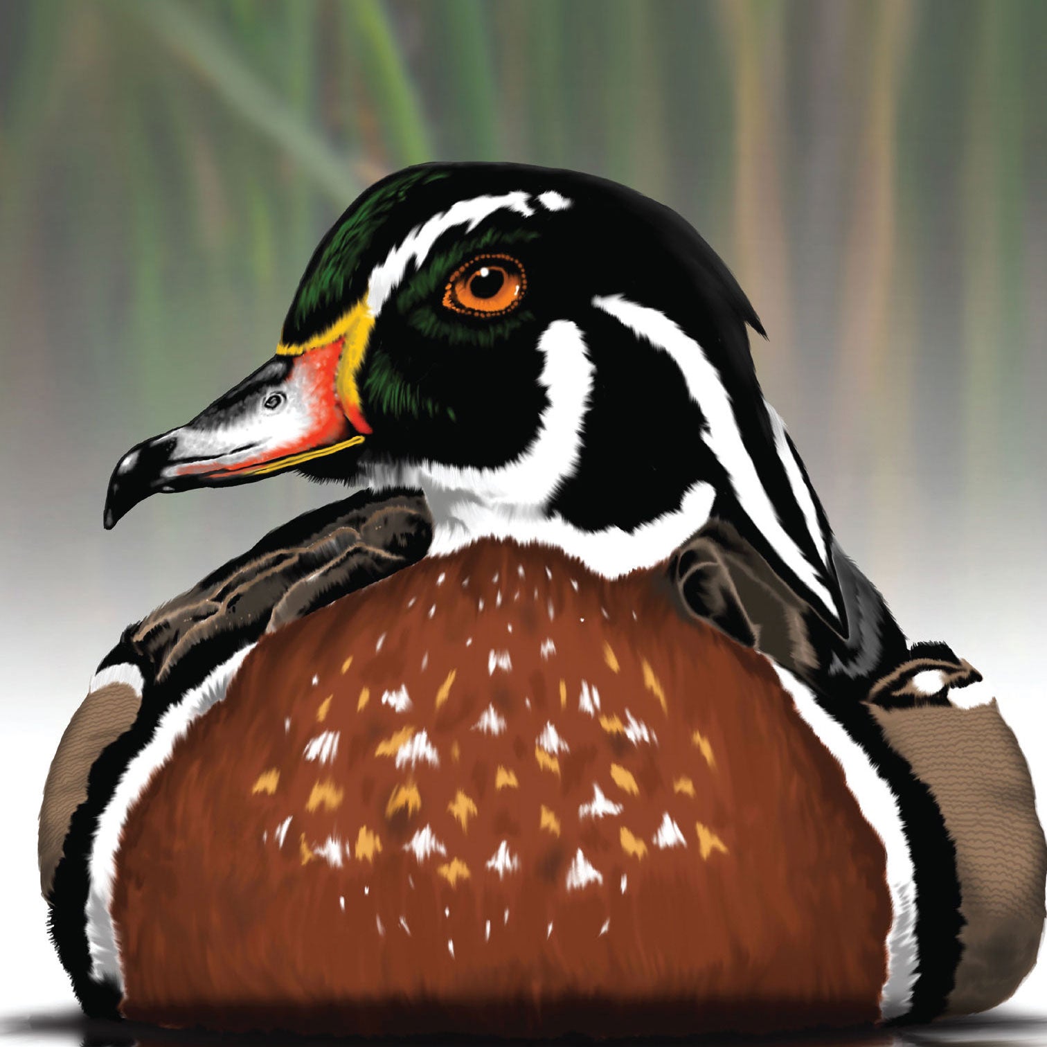 Water Fowl – Endeavor2Draw