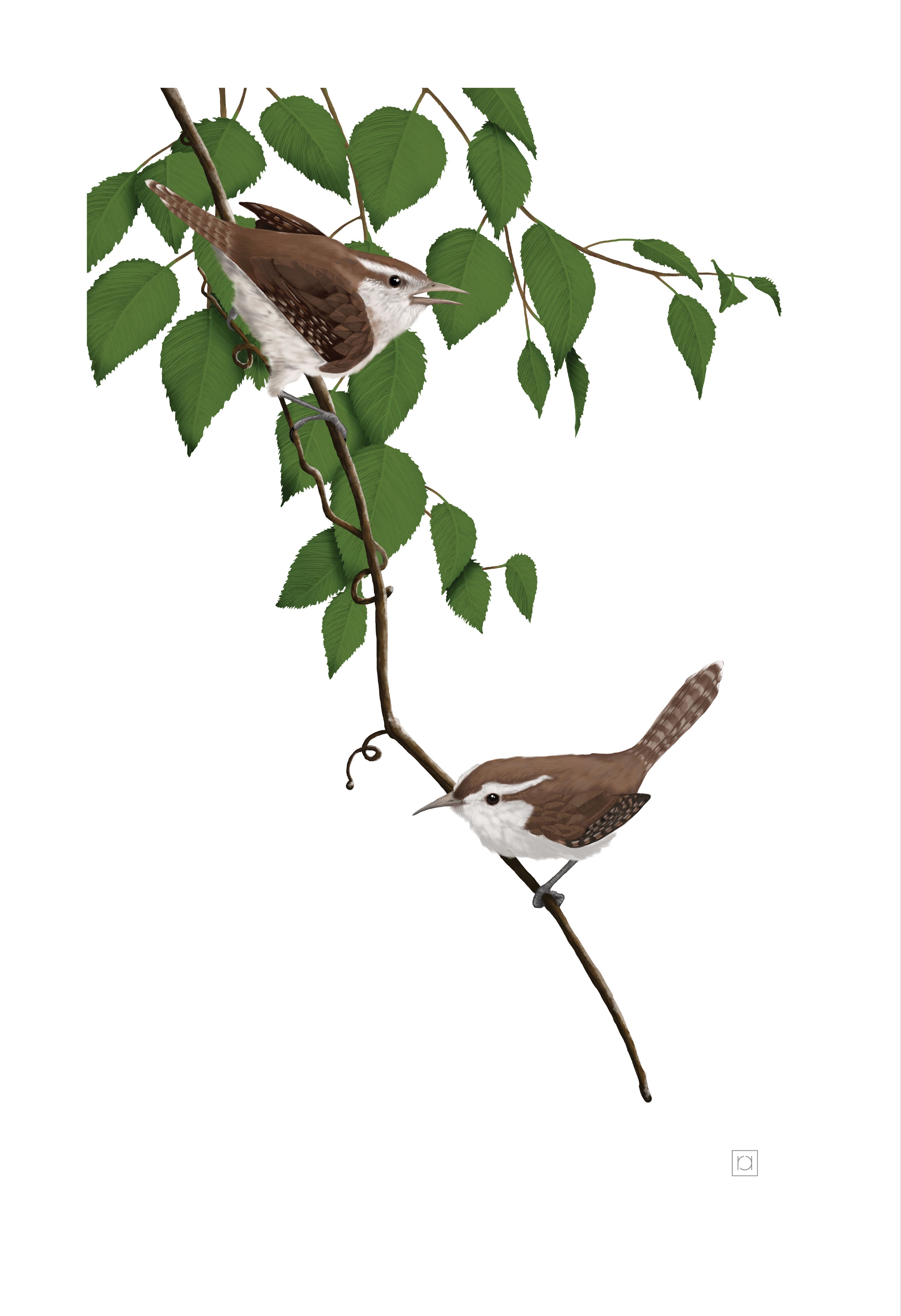 Wren Pair – Endeavor2Draw